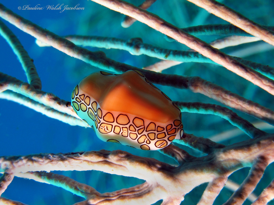 Flamingo Tongue Snail from Central, St John 00830, USVI on July 8, 2015 ...