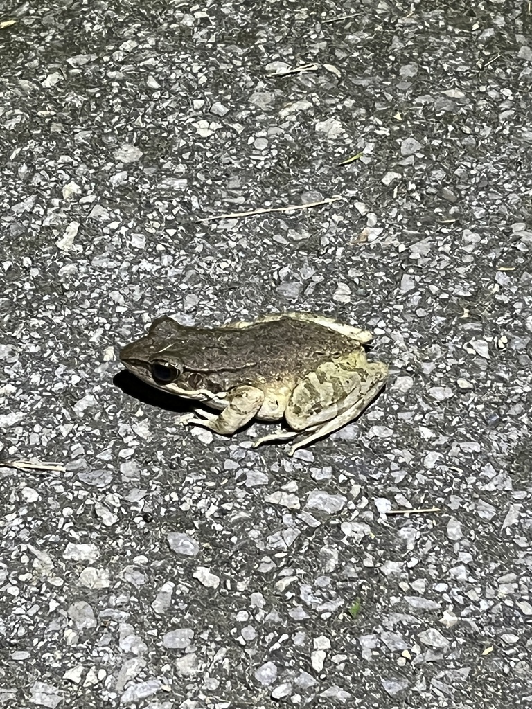 Greater Tip-nosed Frog in October 2022 by Nakatada Wachi · iNaturalist