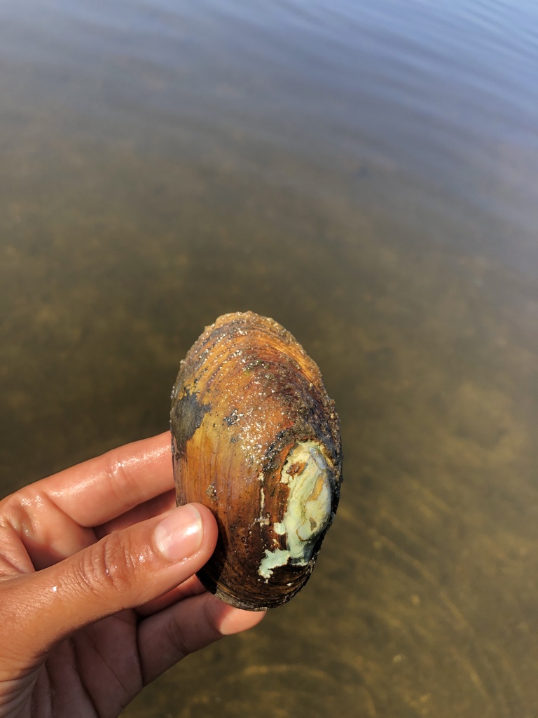 Fatmucket from Wind Lake, Ely, MN, US on July 26, 2023 at 04:33 PM by ...