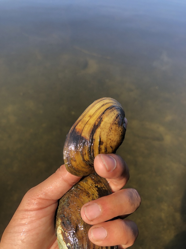 Fatmucket from Wind Lake, Ely, MN, US on July 26, 2023 at 04:34 PM by ...