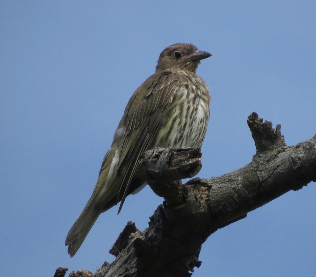 Australasian Figbird (Cooloola Bioblitz Birds) · iNaturalist