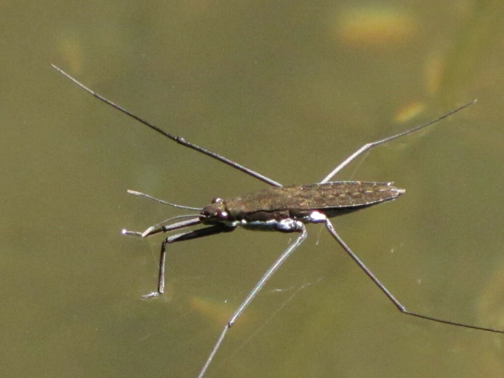 North American Common Water Strider from Northampton, MA, USA on ...