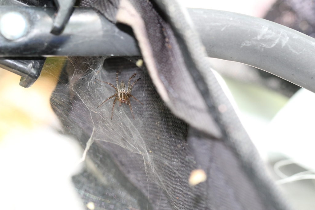 Grass Spiders from East Broad, Columbus, OH, USA on September 1, 2023 ...