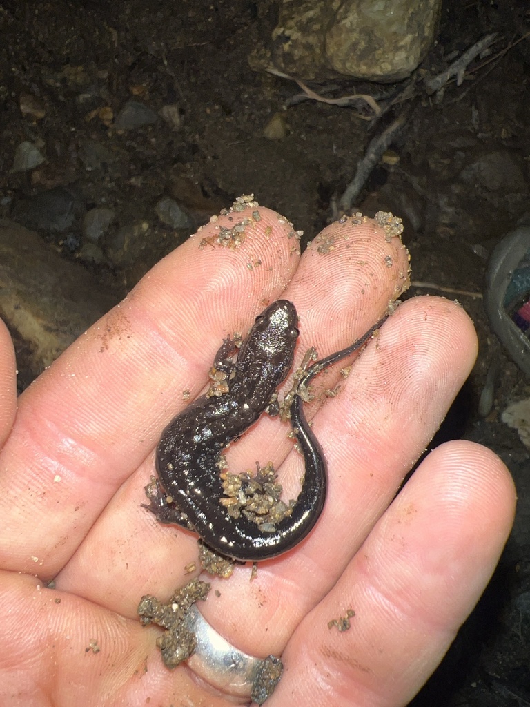 Blue Ridge Dusky Salamander in September 2023 by zacspicer · iNaturalist