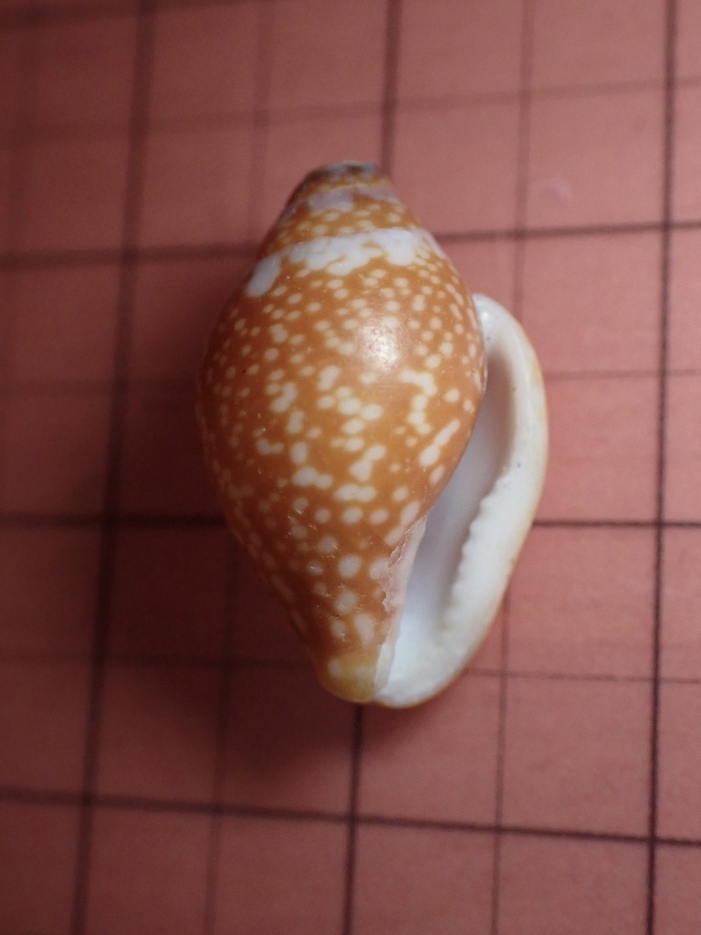 Columbella fuscata from San Juan del Sur, Nicaragua on November 22 ...