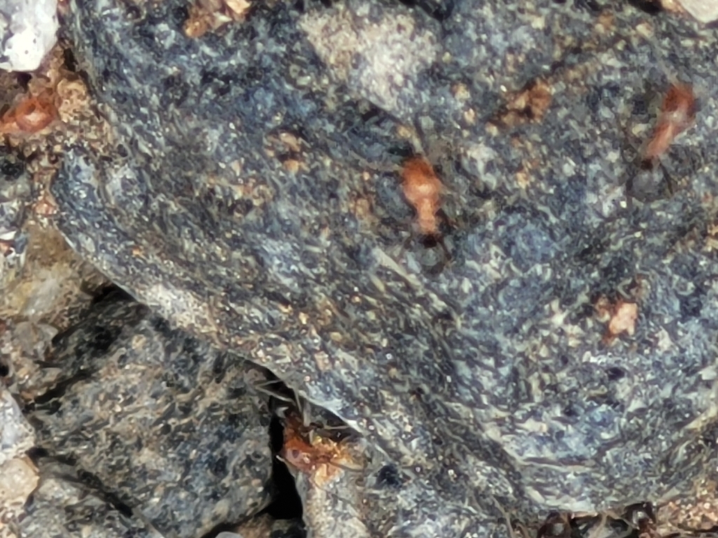 Bicolored Pyramid Ant from Mt Laguna, CA 91948, USA on September 1 ...