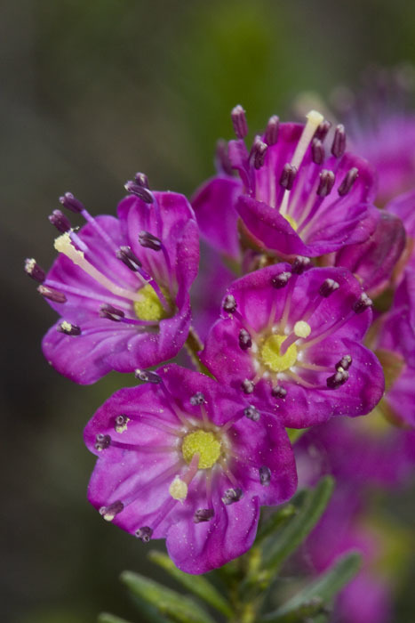 mountain-heathers (Ericaceae (Heath) of the Pacific Northwest ...