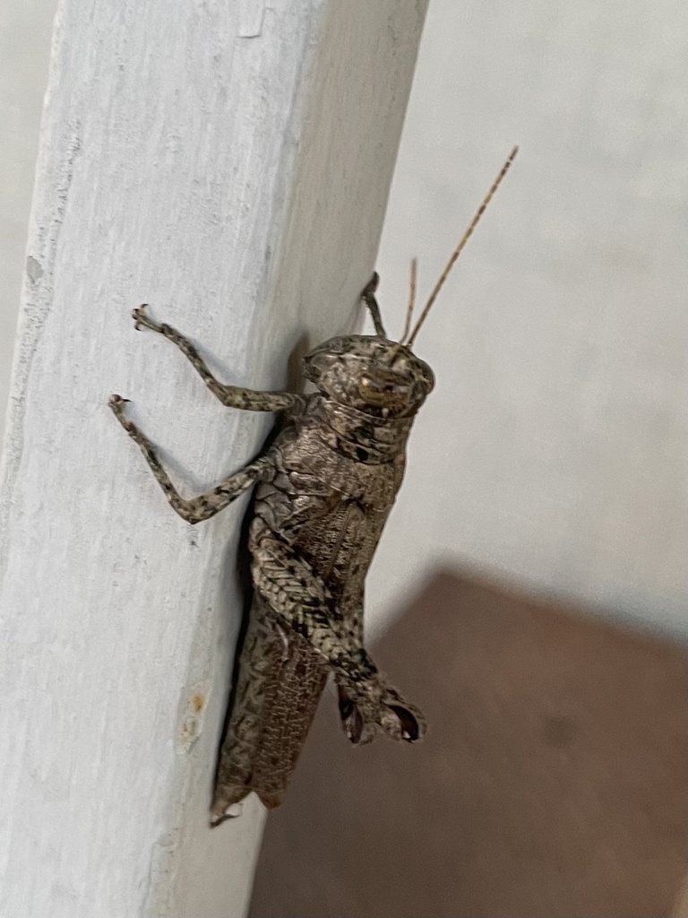 Pine tree Spur-throat Grasshopper from Oklahoma State University ...