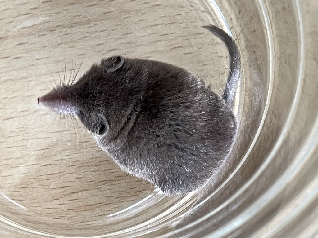 Western Lesser White-toothed Shrew from Pfarrgasse, Wien, Wien, AT on ...