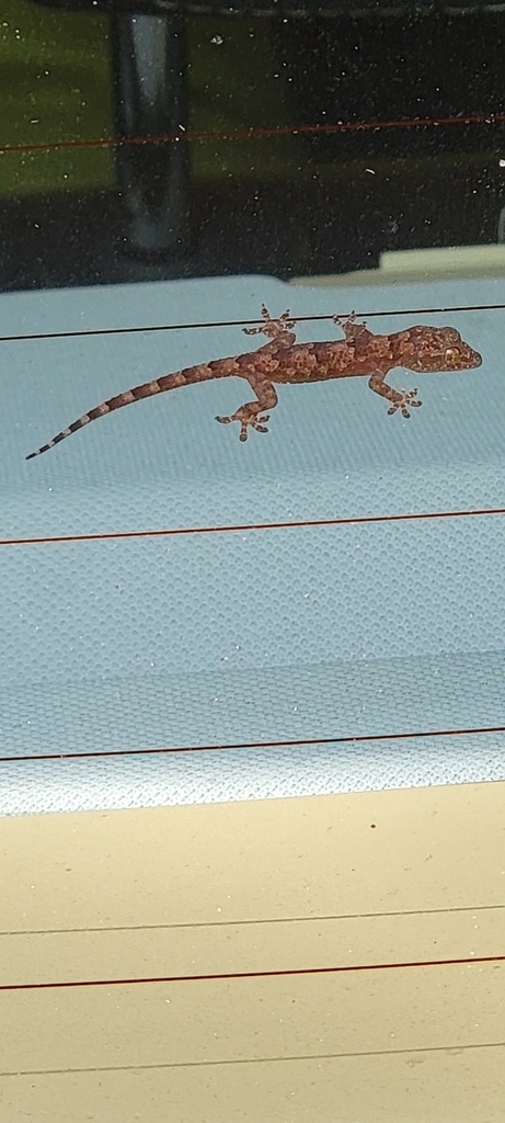 Tropical House Gecko from Canton, NC 28716, USA on September 1, 2023 at ...