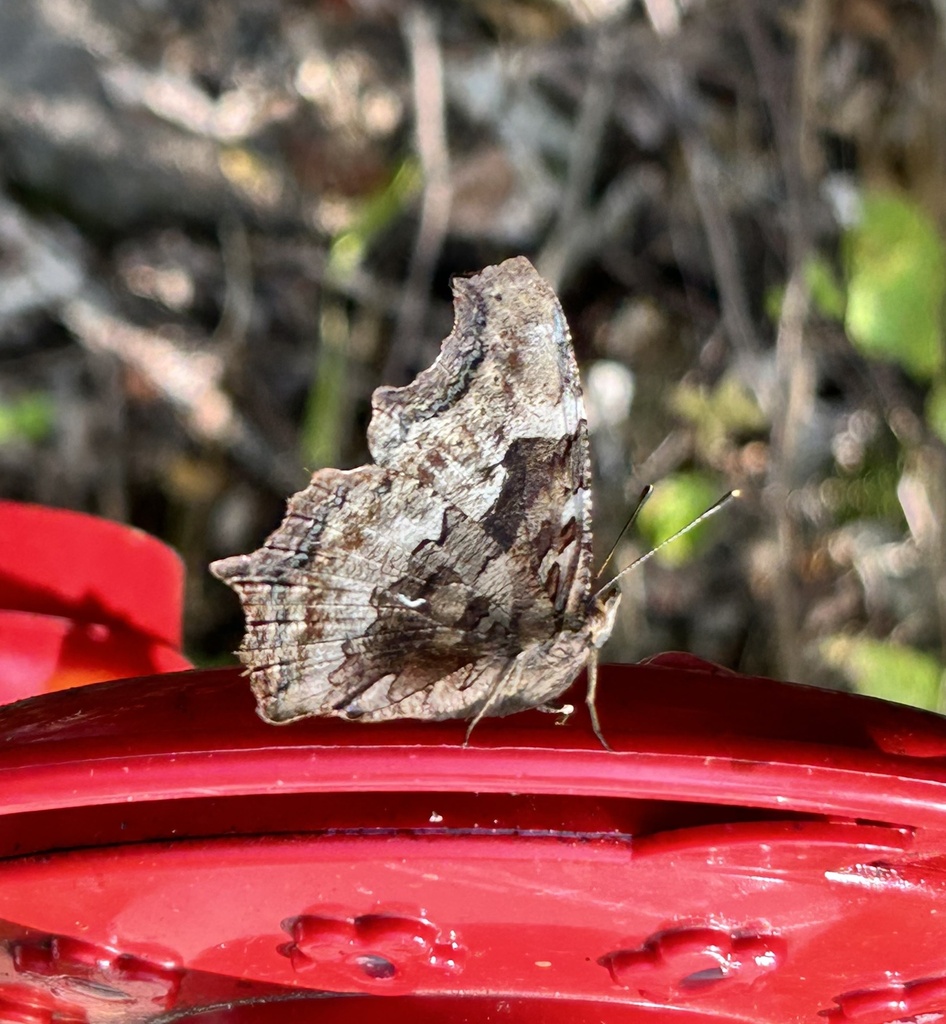 Compton Tortoiseshell from Ch du Lac-Cameron, St-Eugène-de-Guigues, QC ...