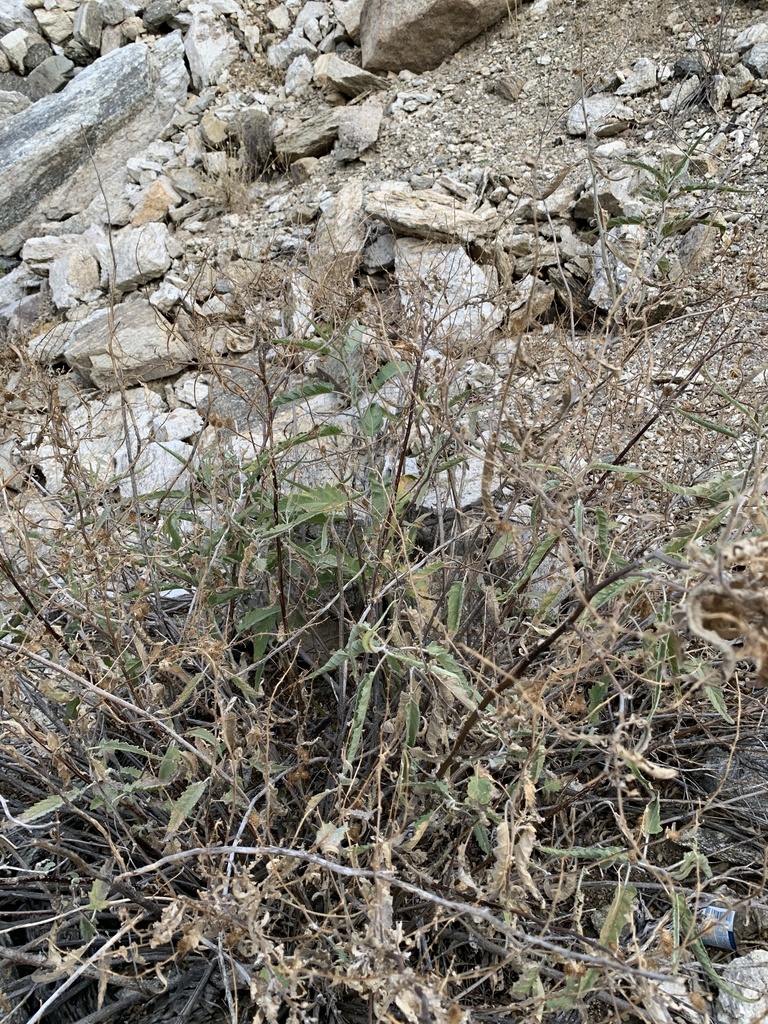 Big Bursage from Pima County, US-AZ, US on August 10, 2023 at 06:23 PM ...