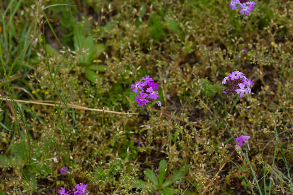 South American mock vervain from Moonbi NSW 2353, Australia on October ...