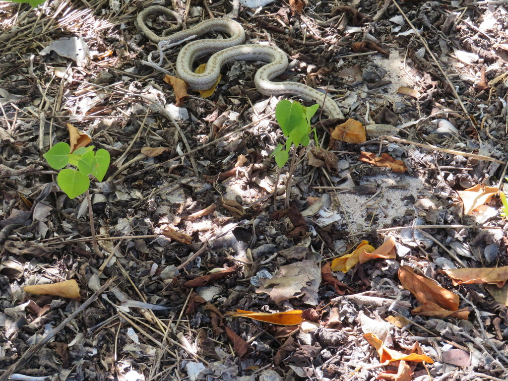 Antiguan Racer (Alsophis antiguae) - Snakes and Lizards