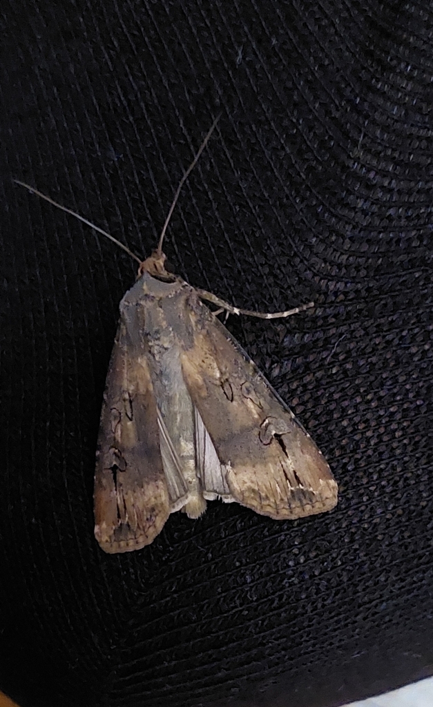 Ipsilon Dart Moth from Gemeinde Weiz, 8160 Weiz, Österreich on ...
