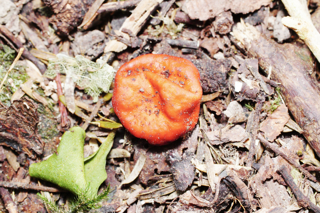Fungi Including Lichens from Peel Forest Park Scenic Reserve, Timaru ...