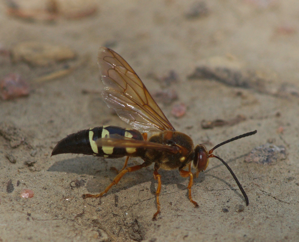 Eastern Cicada-killer Wasp from Colorado 81005, USA on August 31, 2023 ...
