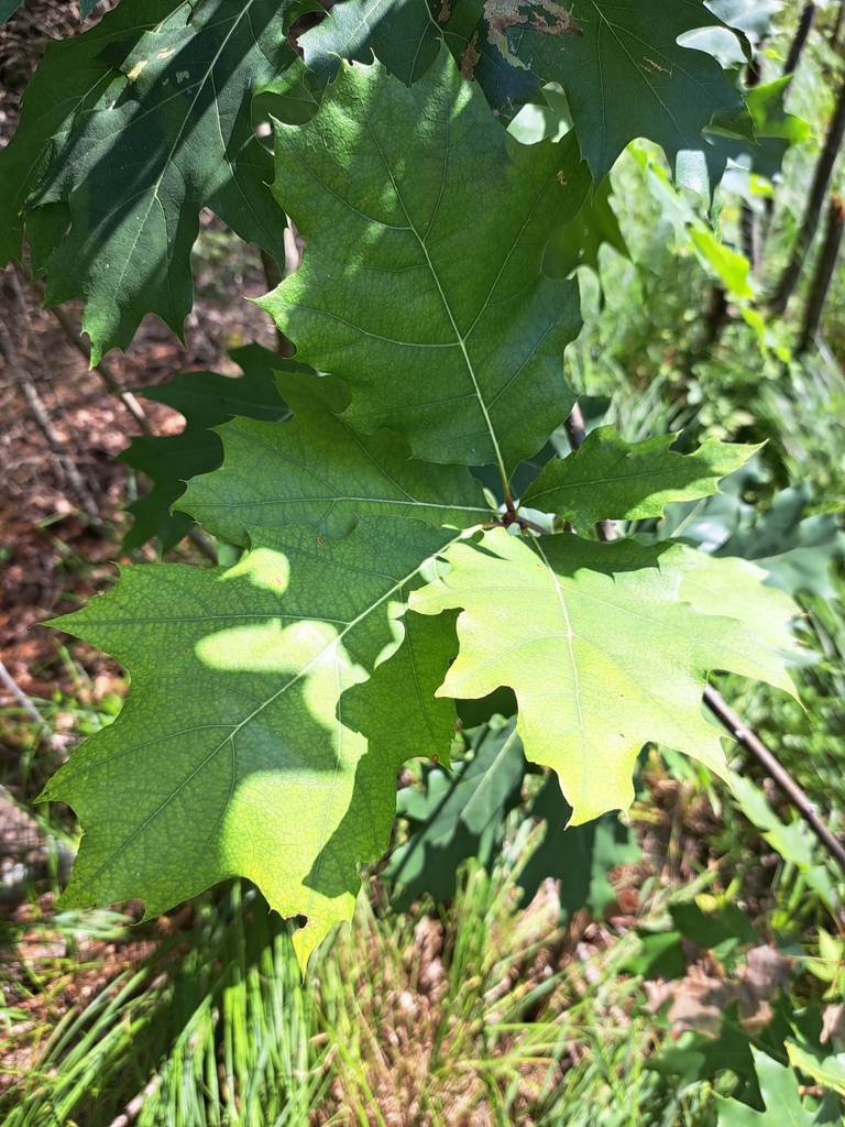 northern red oak from St. Joseph, ON P0R, Canada on September 1, 2023 ...