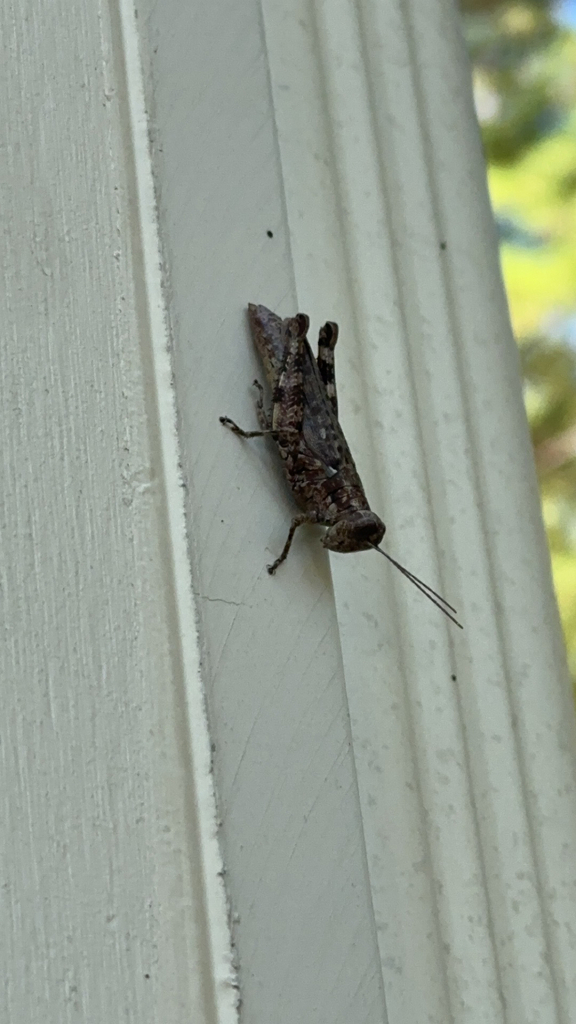 Pine tree Spur-throat Grasshopper from Pittsboro on September 1, 2023 ...