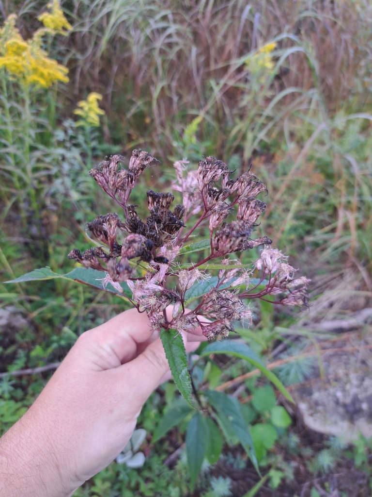 spotted Joe-Pye weed from St. Joseph, ON P0R, Canada on September 1 ...