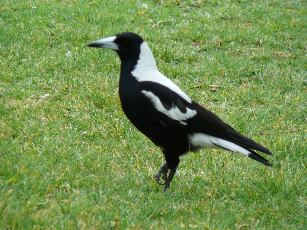 Australian Magpie from Adelaide South Australia, Australien on October ...
