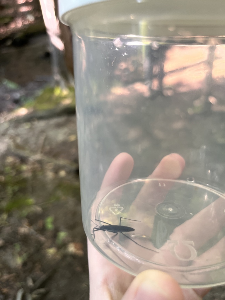 North American Common Water Strider from Mont-Saint-Hilaire Migratory ...