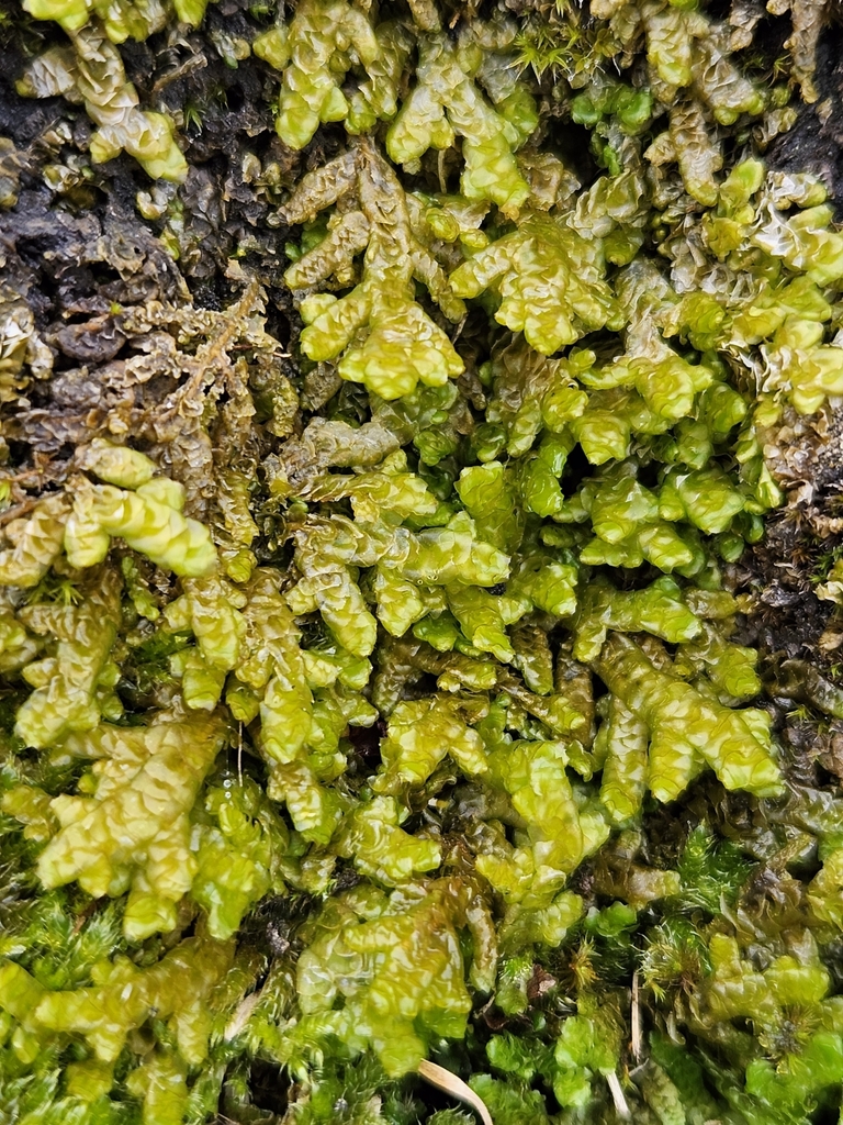 Wall Scalewort from Bakewell DE45 1LP, UK on September 1, 2023 at 09:25 ...