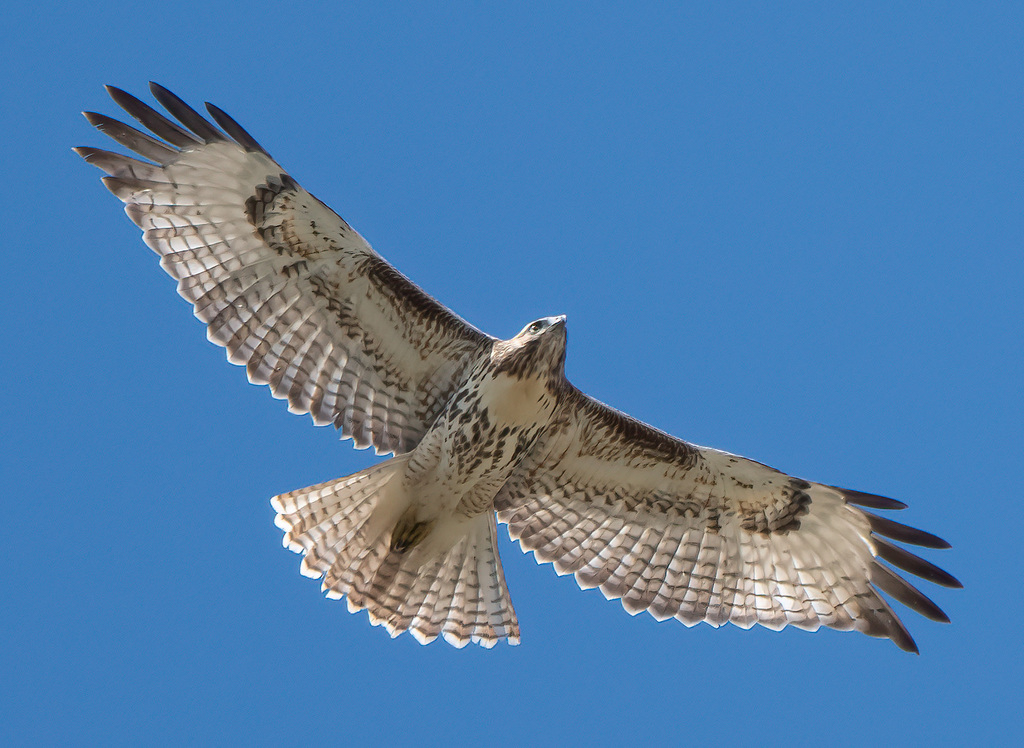 Red-tailed Hawk from Mt Lemmon, Arizona 85619, USA on August 29, 2023 ...