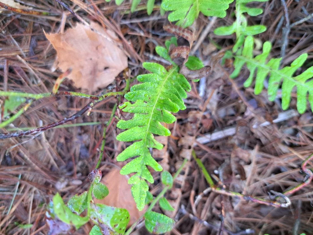 rock polypody from St. Joseph, ON P0R, Canada on September 1, 2023 at ...