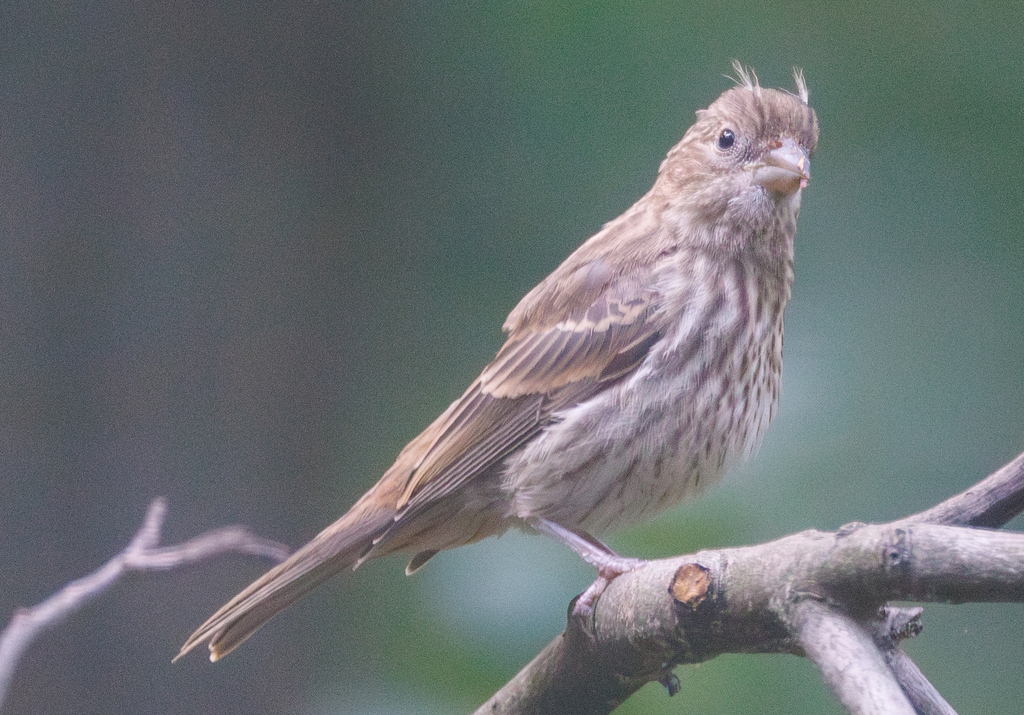 House Finch from Emmett Calhoun County, MI, USA on August 29, 2023 at ...