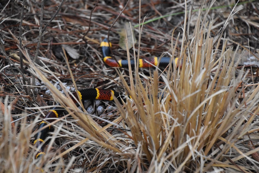 Eastern Coralsnake from Hilochee WMA on February 18, 2019 by Tom Palmer ...