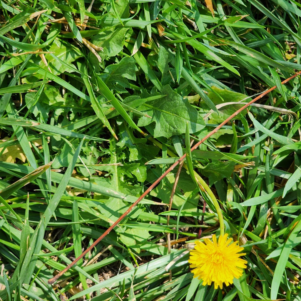 common dandelion from Corona, CA, USA on August 31, 2023 at 10:42 AM by ...