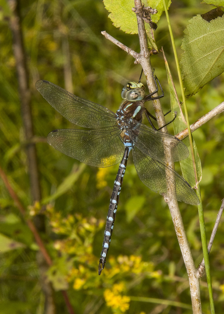 Black-tipped Darner from Lanark County, ON, Canada on September 1, 2023 ...