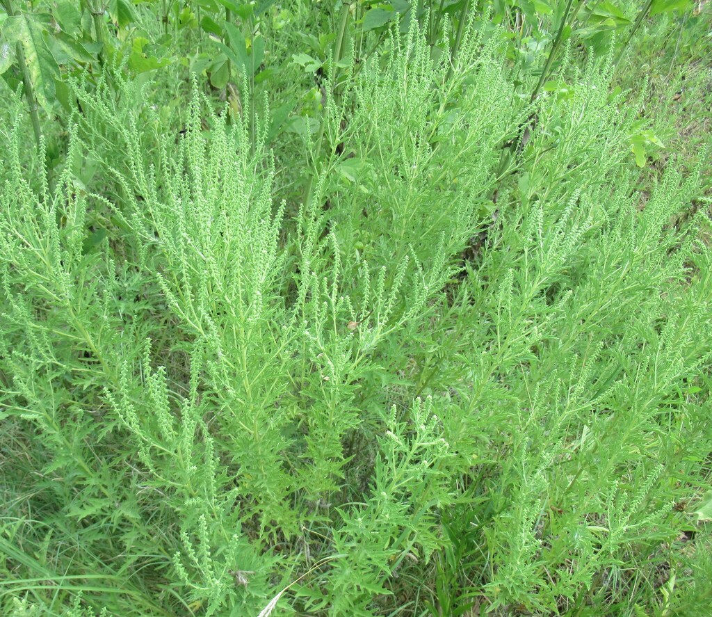 western ragweed from Apache Pass, FM 908, Milam County, TX, USA on ...