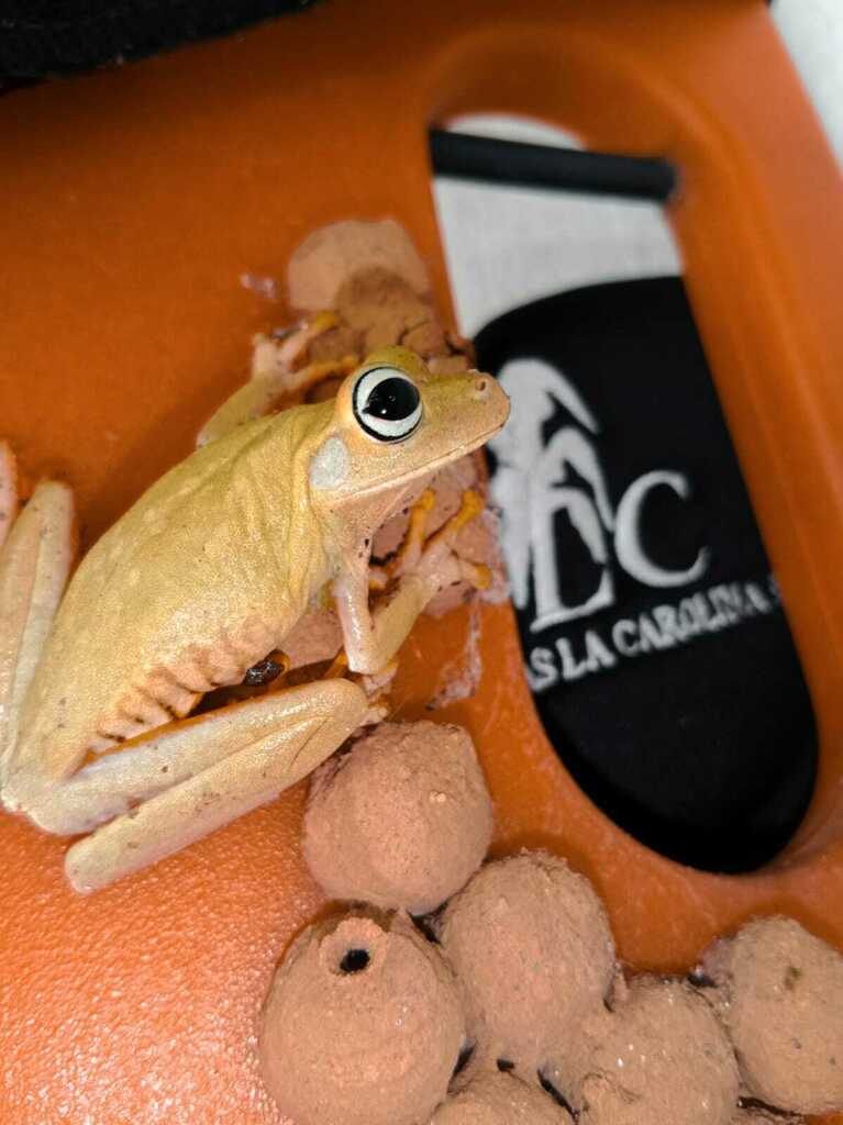 Banana Tree Dwelling Frog from Castilla La Nueva, Meta, Colombia on ...
