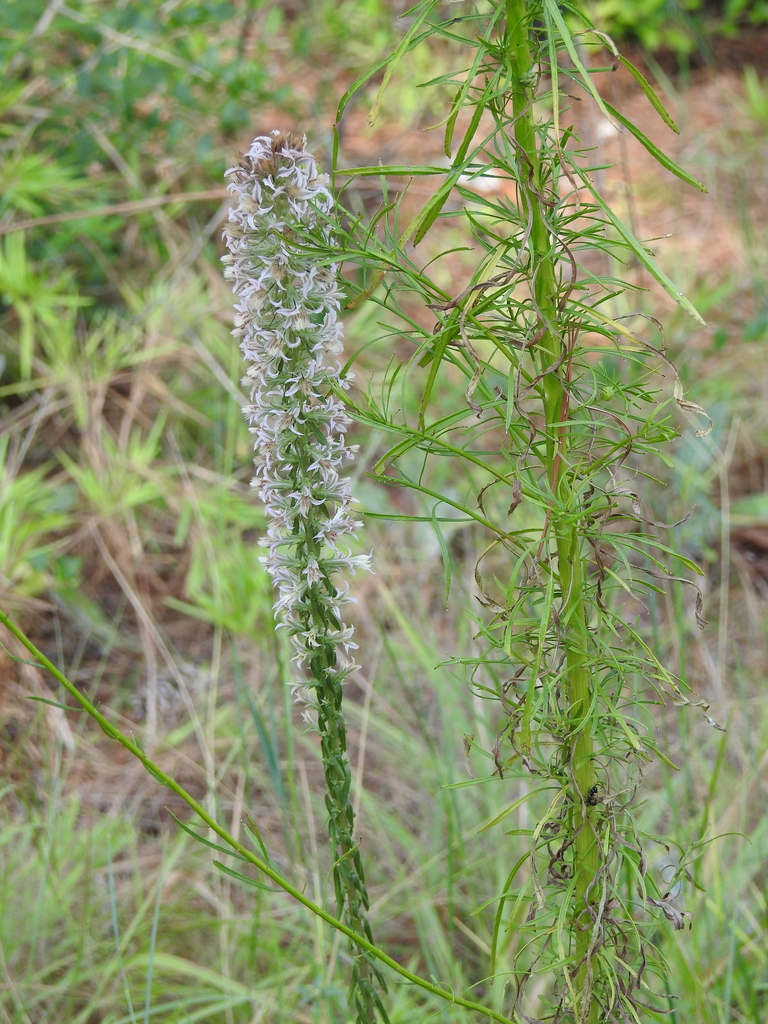 pink-scale blazing star from Bastrop County, TX, USA on September 1 ...