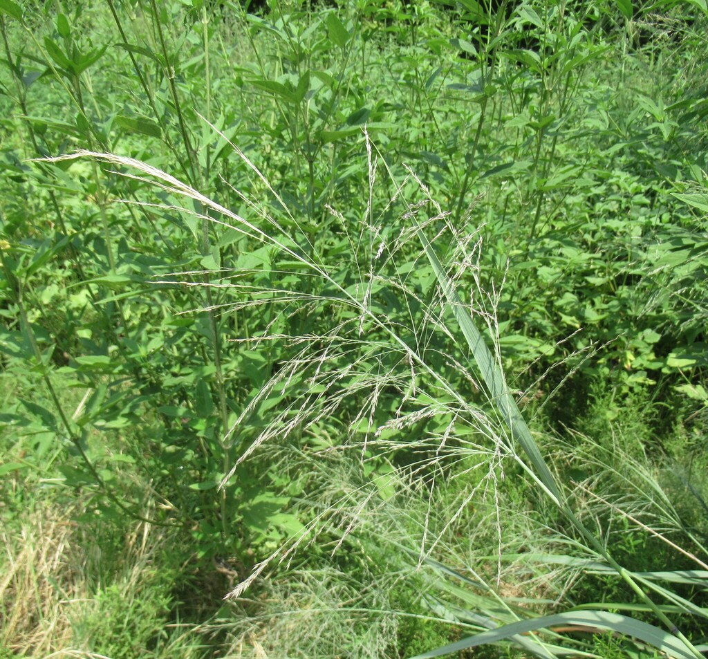 switchgrass from Apache Pass, FM 908, Milam County, TX, USA on August ...
