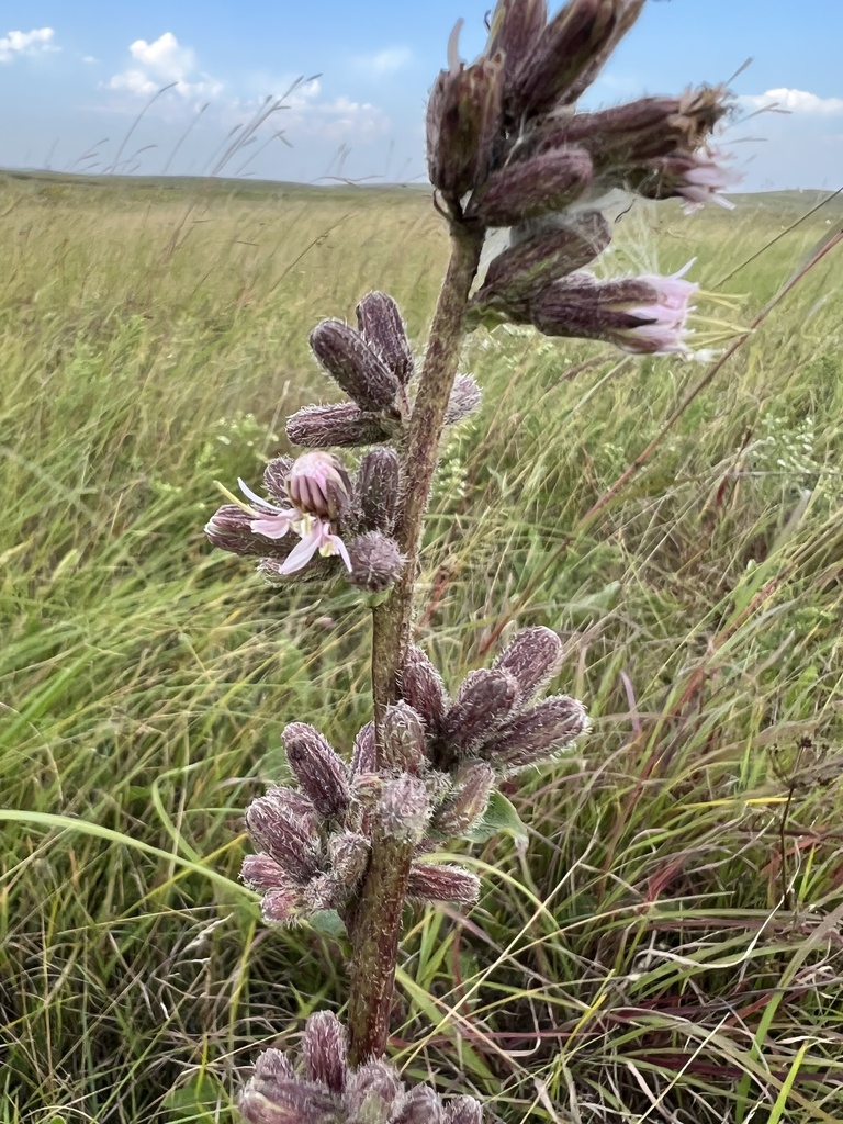 purple rattlesnake root from SD-22, Gary, SD, US on August 31, 2023 at ...