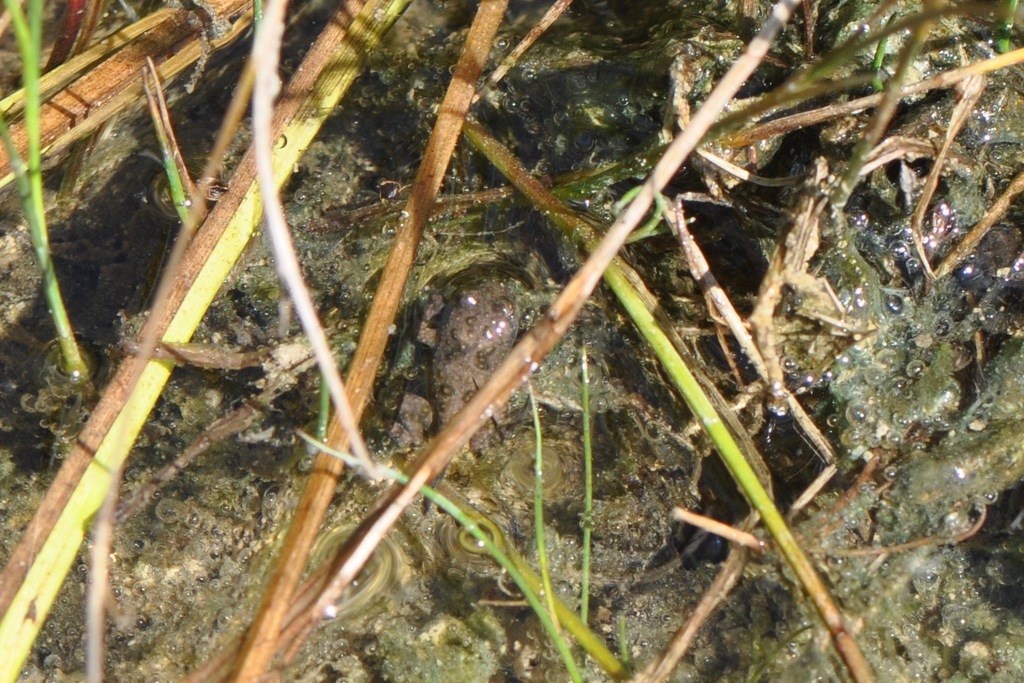 Yellow-bellied Toad in September 2023 by Annette Geiser-Barkhausen ...