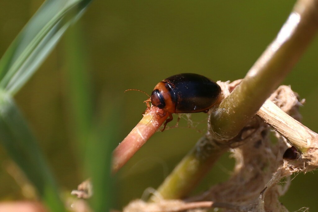 Hydaticus leander from Divjakë, Albanië on August 18, 2023 at 11:09 AM ...
