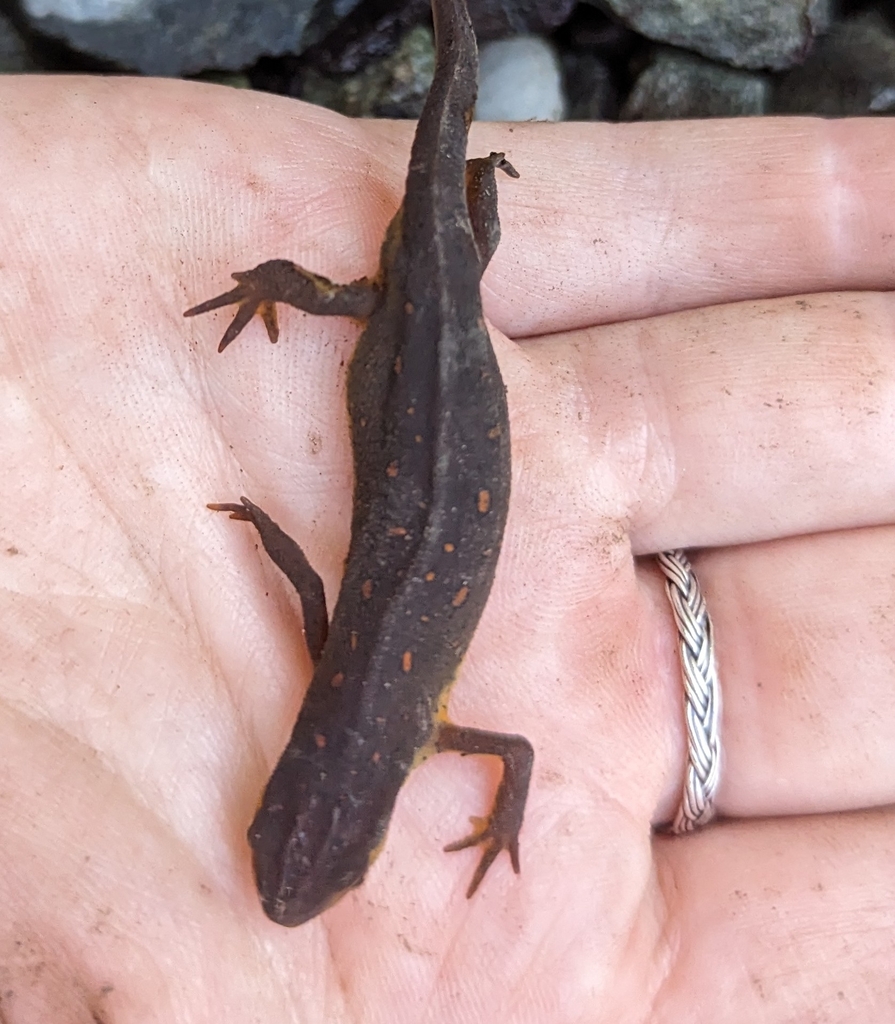 Eastern Newt from Chapel Hill, NC, USA on September 1, 2023 at 04:27 PM ...