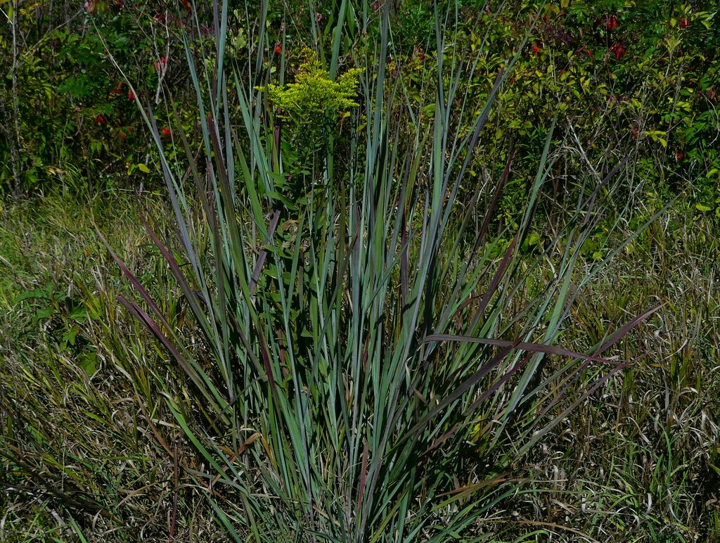 Indiangrass from Johnson County, KS, USA on September 1, 2023 at 12:27 ...