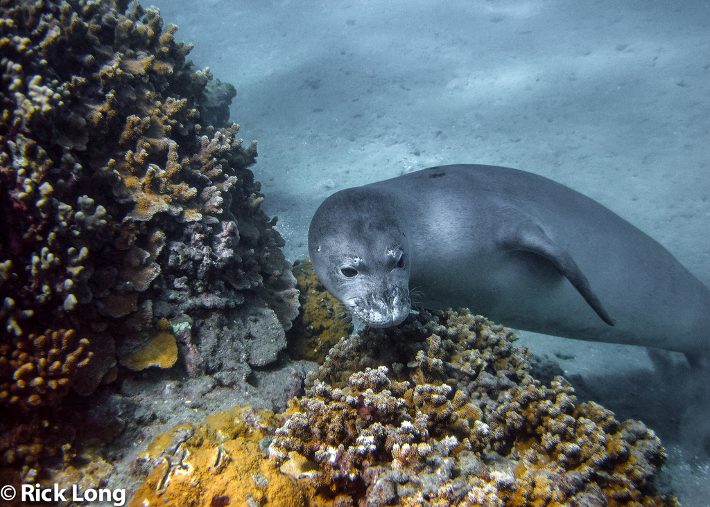 Earless Seals (Phocidae) - Marine Life Identification