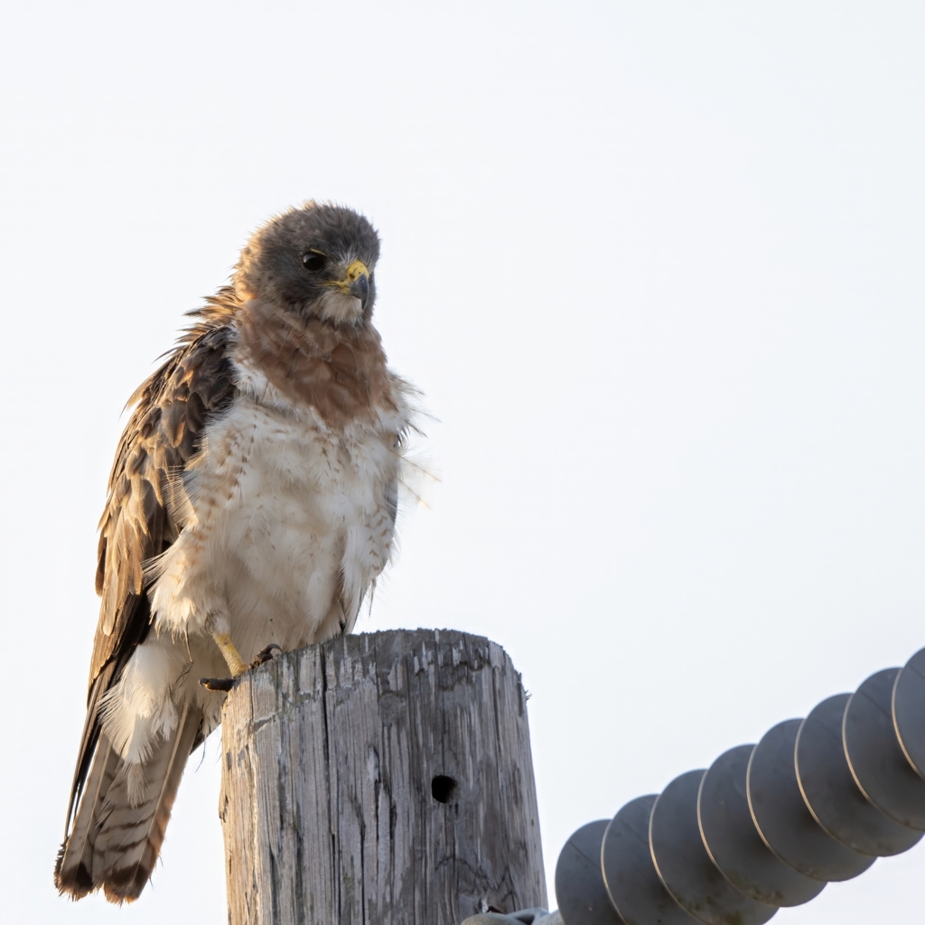 Swainson's Hawk from Ag fields on September 1, 2023 at 08:00 AM by Mike ...