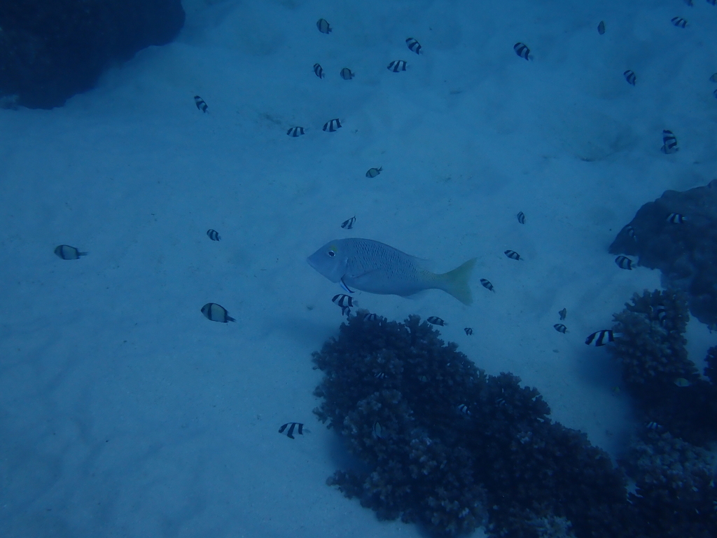 Yellowtail Emperor from Douglas, QLD, Australia on July 14, 2023 at 11: ...