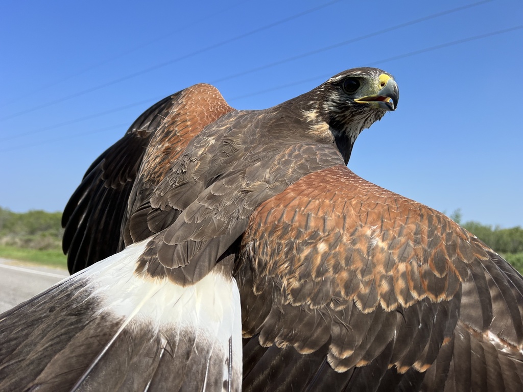 Harris's Hawk from Alice, TX, US on September 1, 2023 at 11:06 AM by ...