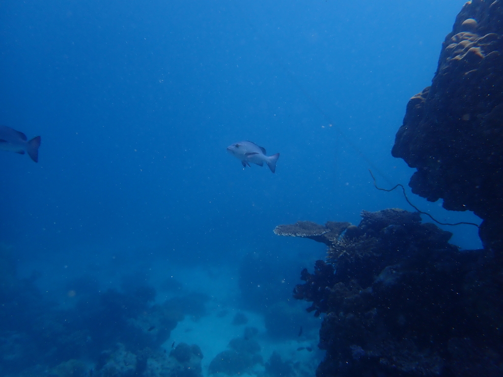 Two-spot Red Snapper from Douglas, QLD, Australia on July 14, 2023 at ...