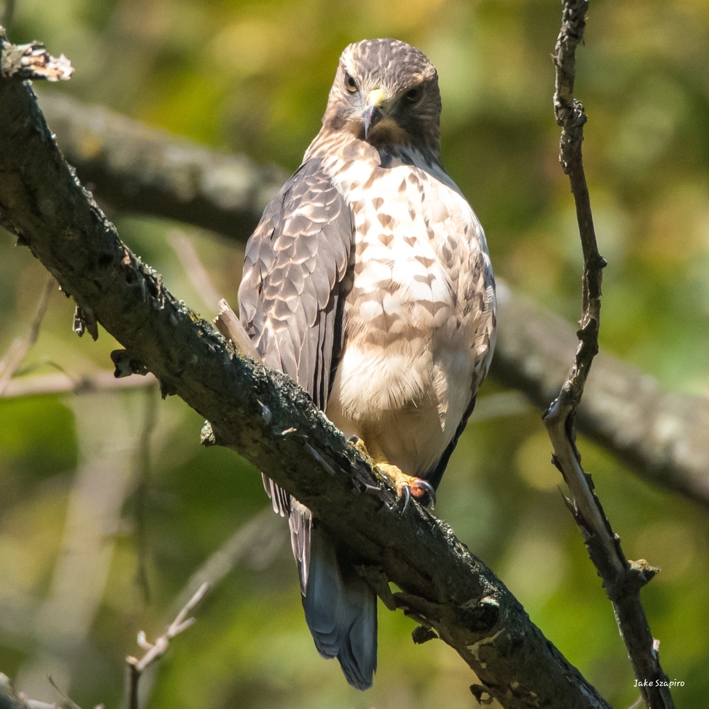 Broad-winged Hawk from Summerhill, Toronto, ON, Canada on August 31 ...