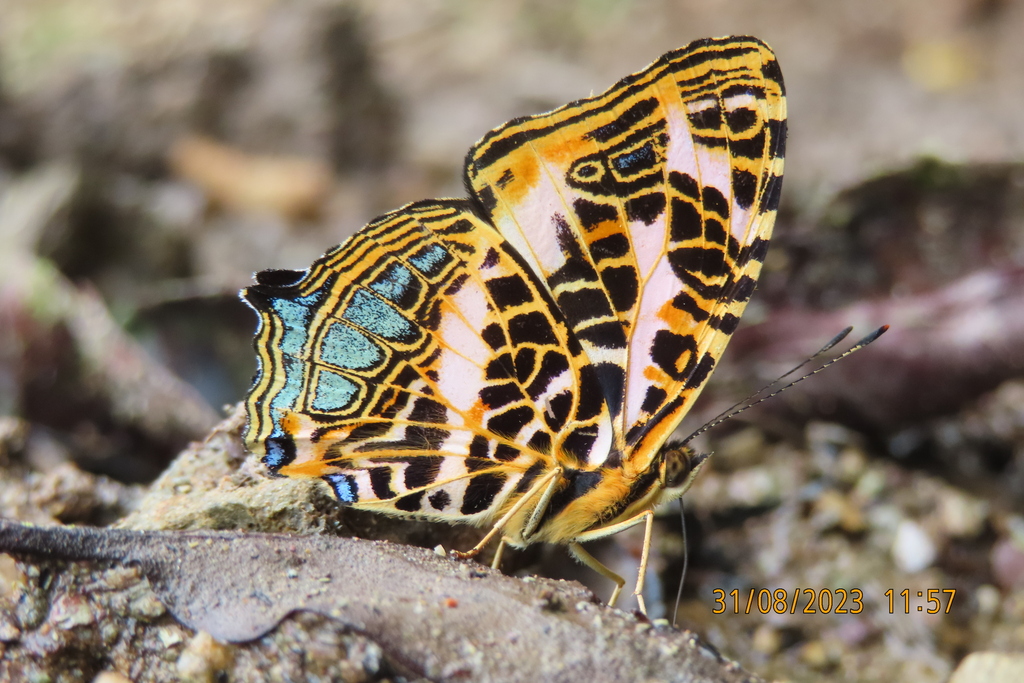 Himalayan jester from Gobuk 791002 on August 31, 2023 at 11:57 AM by ...