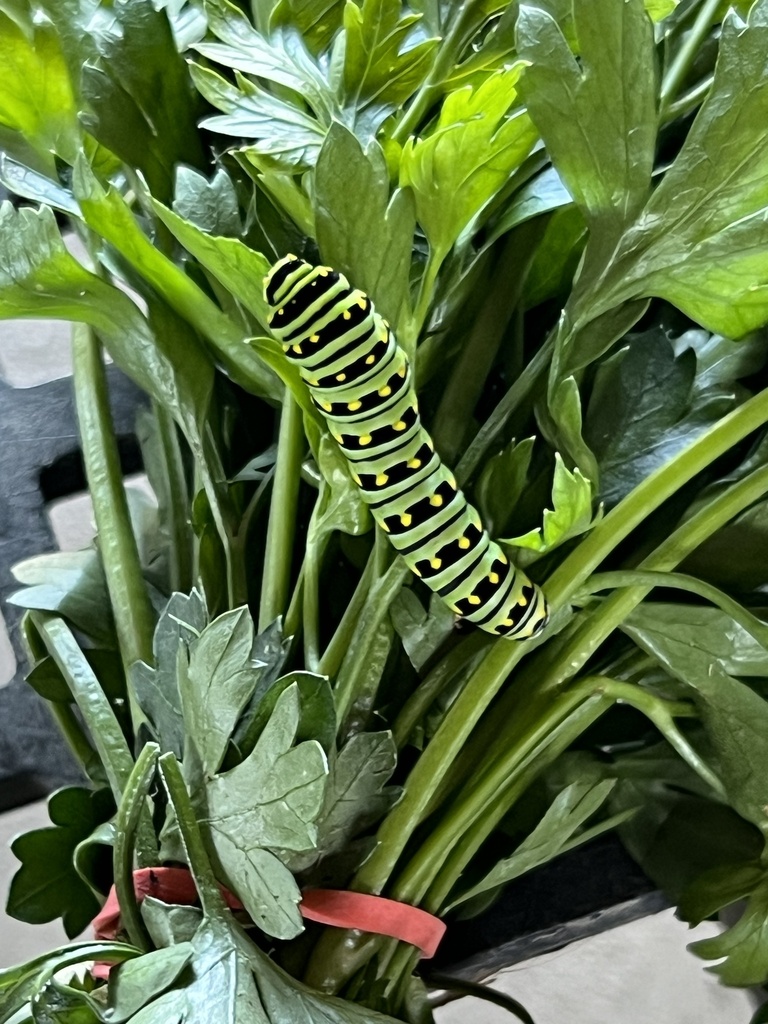 Black Swallowtail from W Seven Stars Rd, Phoenixville, PA, US on ...